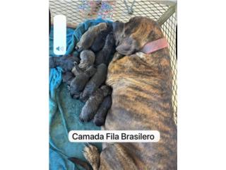 Camada Fila Brasilero Puerto Rico