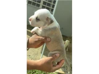 Perritos pitbull Puerto Rico