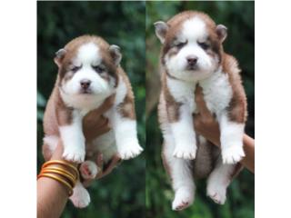 Siberian Husky Registro AKC Puerto Rico