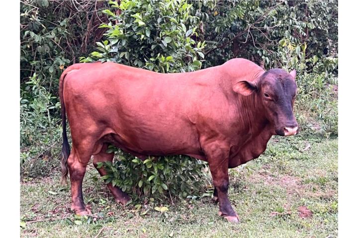 Toro senepol joven Puerto Rico