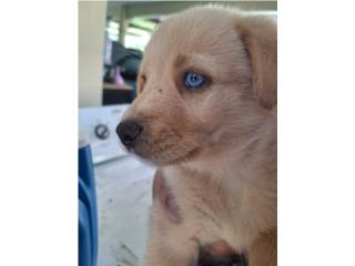 Husky adopción Puerto Rico