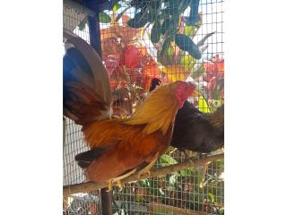 Gallito Kiri Puerto Rico