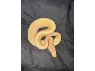 Ball Python Macho Puerto Rico