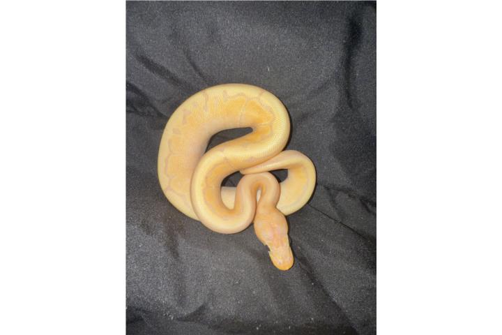 Ball Python Macho Puerto Rico