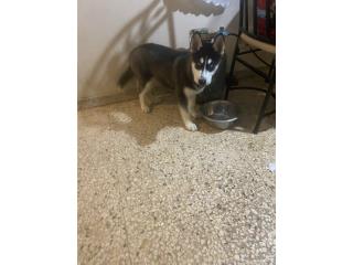 Husky siberiano Puerto Rico