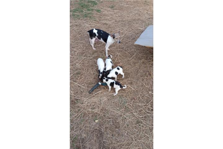 Rat terrier Puerto Rico