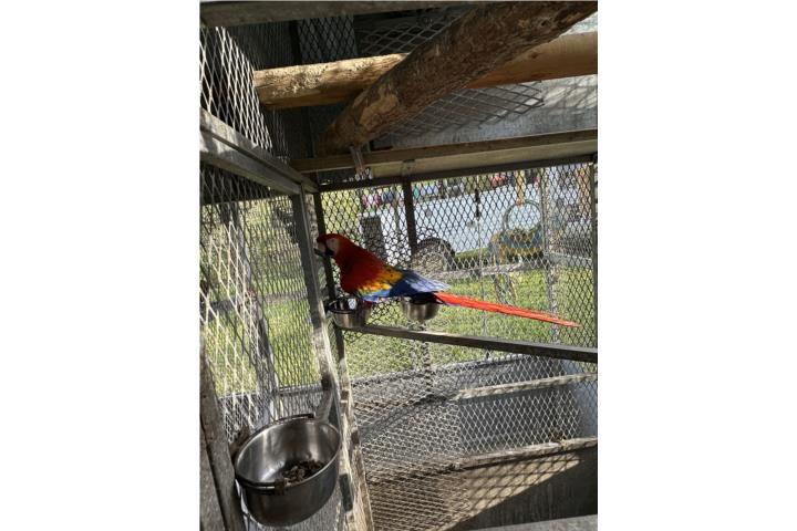 Guacamayo rojo (Scarlet} Puerto Rico