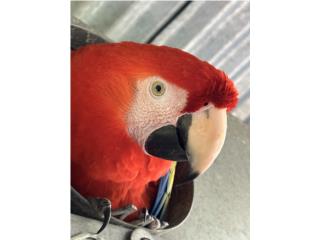 Guacamayo rojo (Scarlet} Puerto Rico