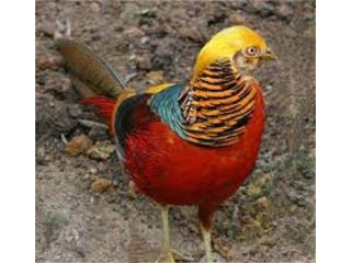 Faisan red golden Puerto Rico
