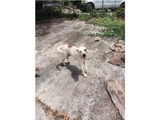 Pitbull lindo Puerto Rico