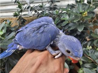 Ringneck Violeta doble factor hembra y macho Puerto Rico