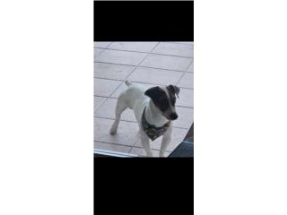 Jack Russell Terrier Puerto Rico
