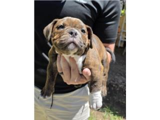 American Bully ABR Registry Puerto Rico