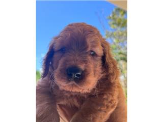 Golden doodle F1 macho Puerto Rico
