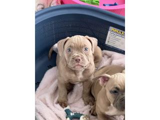 Bully pitbull Puerto Rico