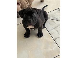 Bully pitbull Puerto Rico