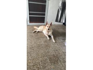 German Shepherd Cremita Puerto Rico