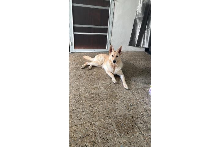 German Shepherd Cremita Puerto Rico