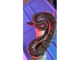 Reptiles Puerto Rico, ClasificadosOnline.com