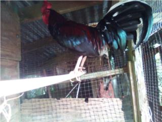 Gallos sed Taylor con blue face Puerto Rico