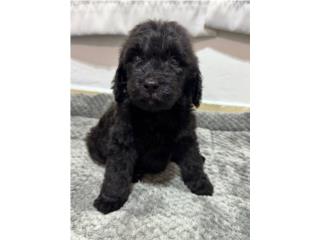 Golden doodle standard macho Puerto Rico