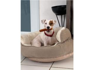 Jack Russell Terrier Puerto Rico