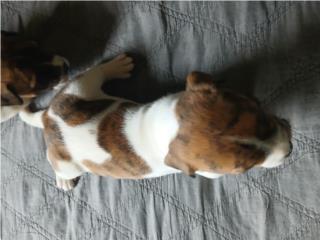 American bully Puerto Rico