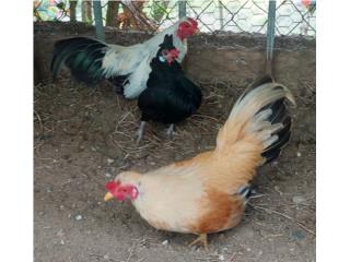 Gallitos Kiris Puerto Rico