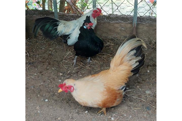 Gallitos Kiris Puerto Rico