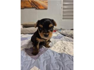Yorkie Macho Puerto Rico