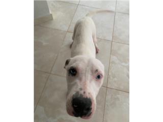 Pitbull Hembra Puerto Rico