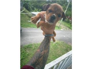 American Bully Hembra 2 meses línea Paintball Puerto Rico