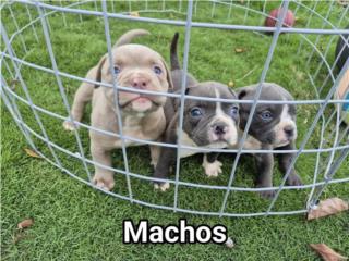 American bully Puerto Rico