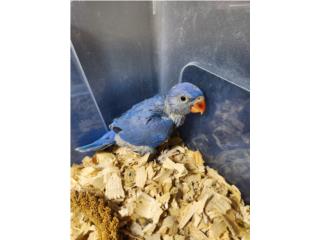 Ringneck Violeta Puerto Rico