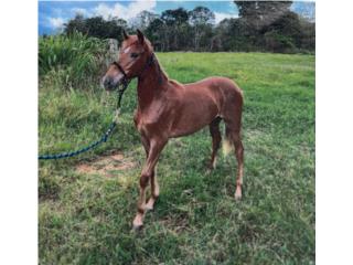 Caballo yegua Puerto Rico