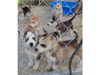 Siberian Husky Puerto Rico