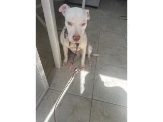 Pitbull Puerto Rico