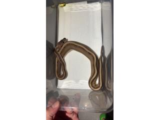 Reptiles Puerto Rico, ClasificadosOnline.com