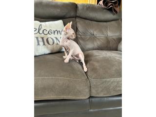 Gatito Sphynx Puerto Rico