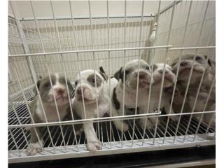 American bully Pocket Puerto Rico