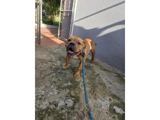 Pitt bull 1 año Puerto Rico