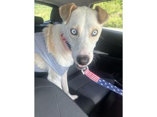 Husky mix Puerto Rico