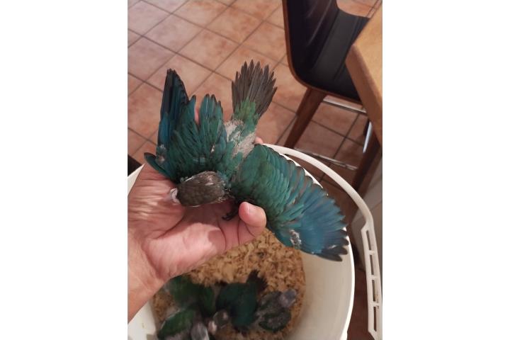Green Cheek Turquezas Puerto Rico