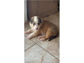 Collie Puerto Rico