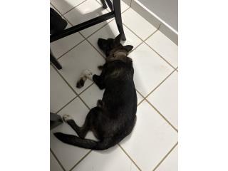 Adopta a Amy Puerto Rico