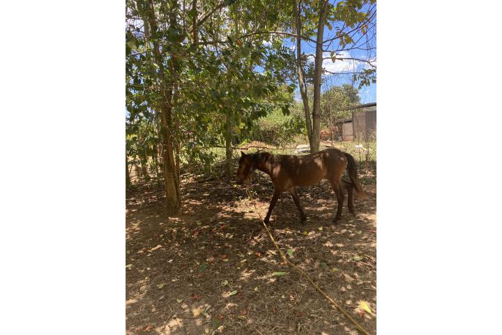 Yegua para que la a tu gusto Puerto Rico