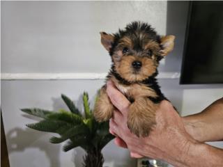 Yorkie macho toy pequeñito Puerto Rico