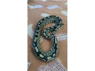Ball python Puerto Rico