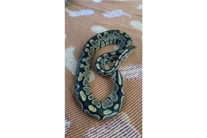 Ball python Puerto Rico