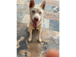 Siberian husky hembra ADULTA Puerto Rico